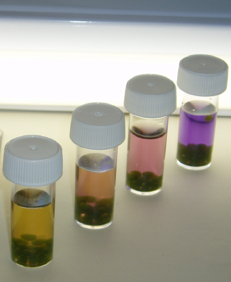  Algal Balls Photosynthesis Using Algae Wrapped In Jelly Balls