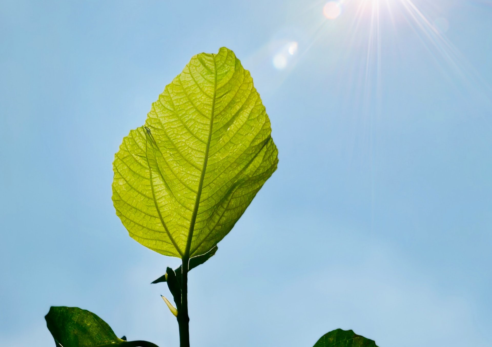 Tropisms How Do Plants Grow In Space Science Plants For Schools