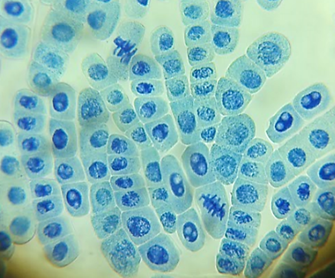 Investigating Mitosis In Allium Root Tip Squash Science Plants For