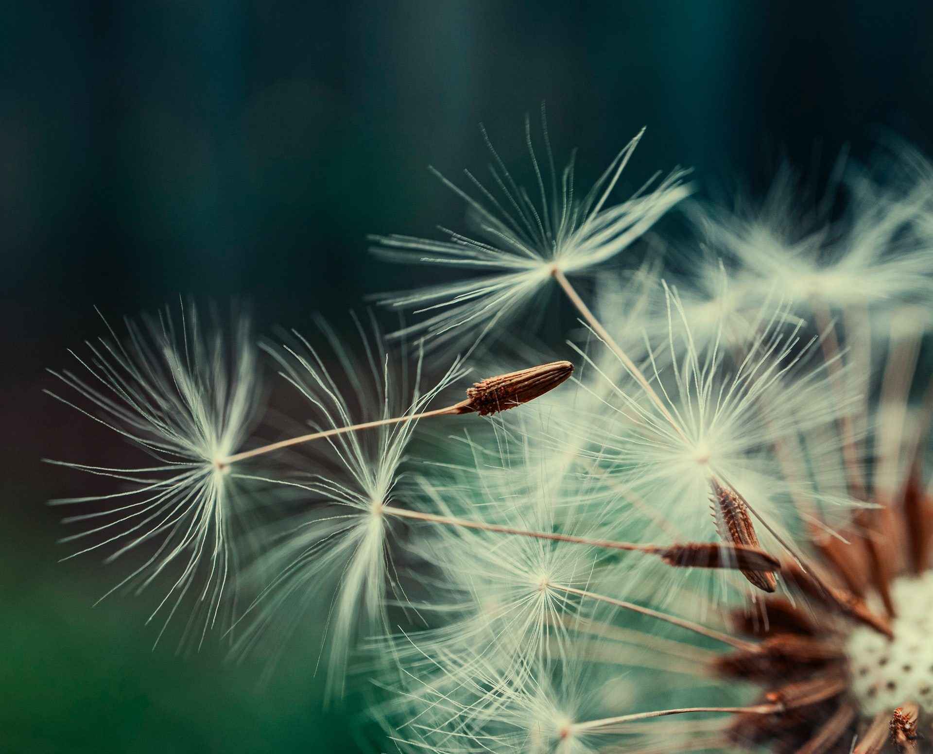 Seed Dispersal Seed Dispersal