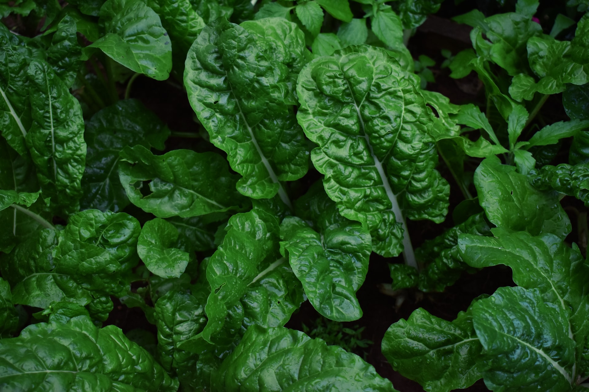 How Science Works What Do Plants Need To Grow Science Plants For How Science Works What Do Plants Need To Grow Science Plants For