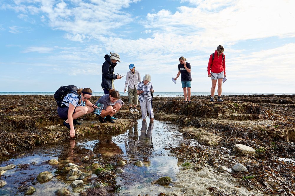 Take part in the Big Seaweed Search Marine Conservation Society