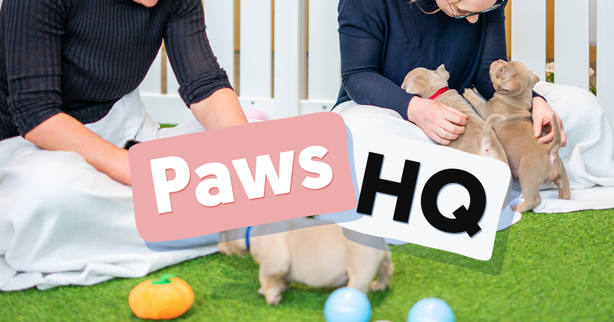 Inside Paws HQ | Latest Updates | April 2023